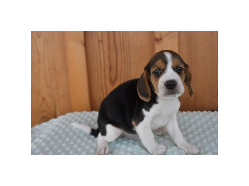 Beagle-Dog-Male-Black White and Tan-4175106-Petland Lake St. Louis ...