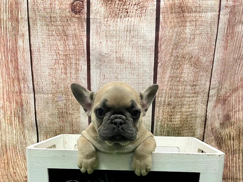 French Bulldog Puppies - Petland Lake St. Louis & Fenton, MO