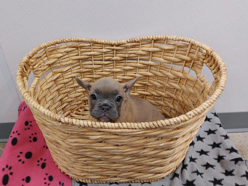 French Bulldog Puppies - Petland Lake St. Louis & Fenton, MO