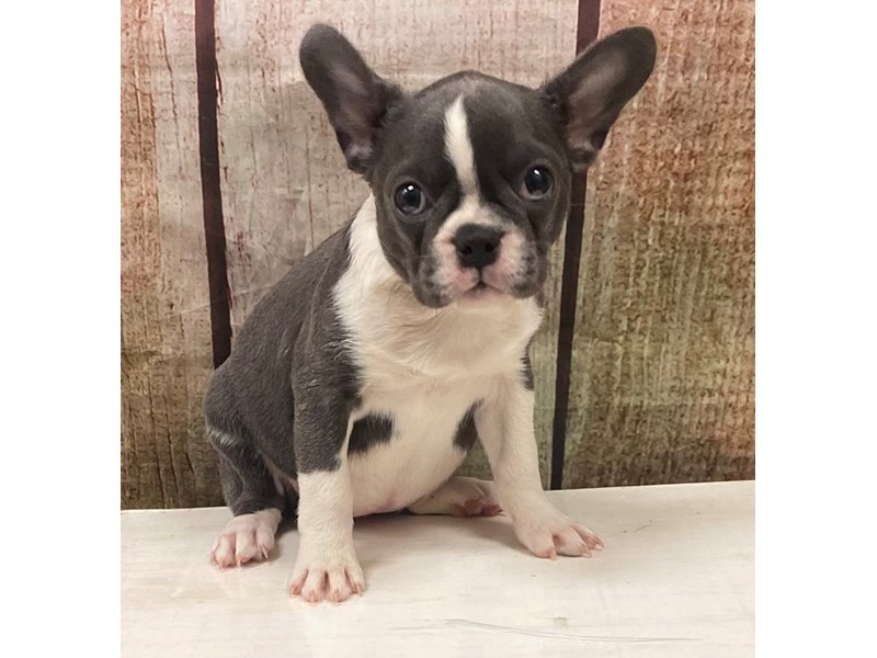 French Bulldog Puppies - Petland Lake St. Louis & Fenton, MO