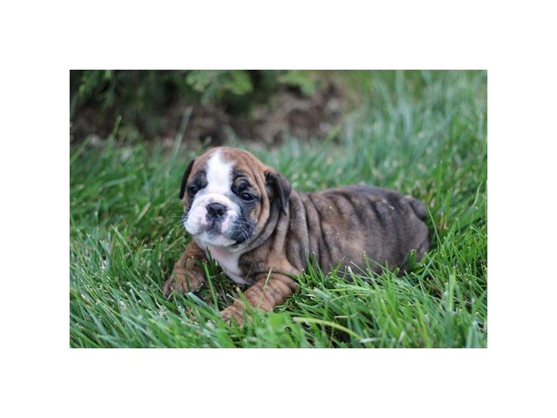 English Bulldog Puppies - Petland Lake St. Louis & Fenton, MO