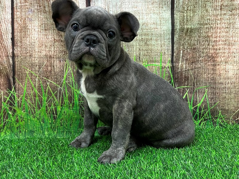 French Bulldog Puppies - Petland Lake St. Louis & Fenton, MO