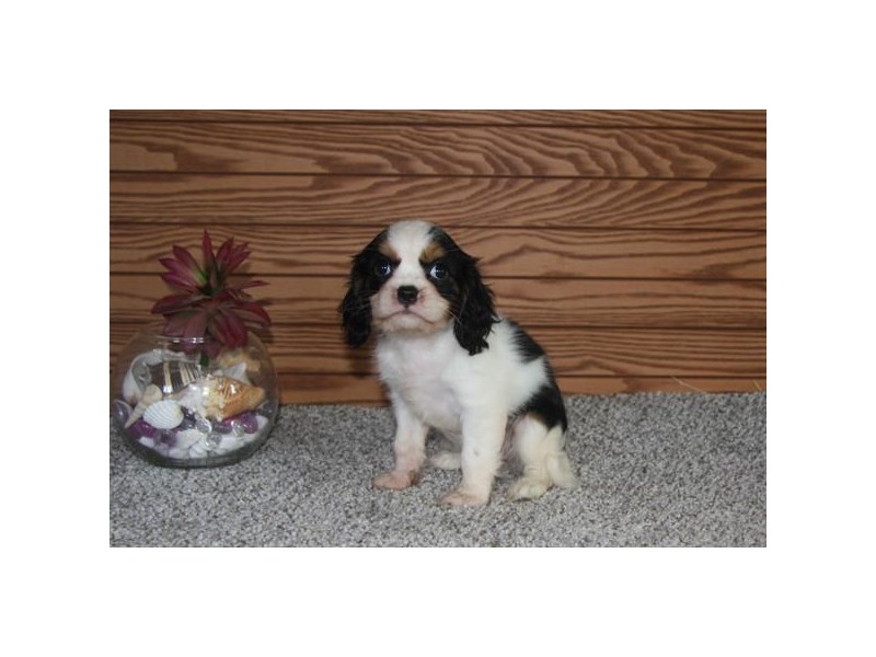 Cavalier King Charles Spaniel - Breed Info - ST. Louis Fenton