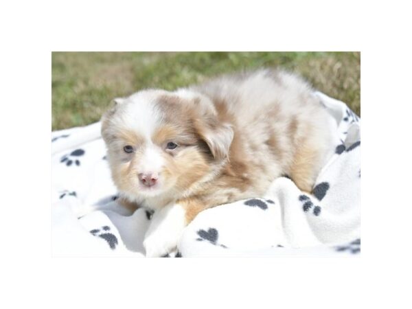 Australian Shepherd-Dog-Male-Blue Merle-4167711-Petland Lake St. Louis ...