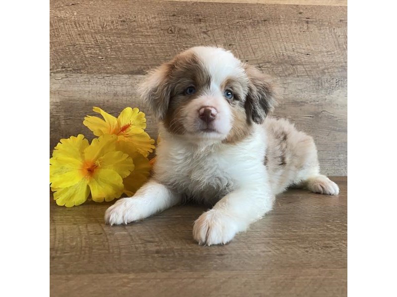Chocolate Blue Merle Australian Shepherd