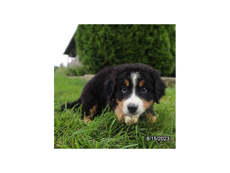 French Bulldog Puppies - Petland Lake St. Louis & Fenton, MO