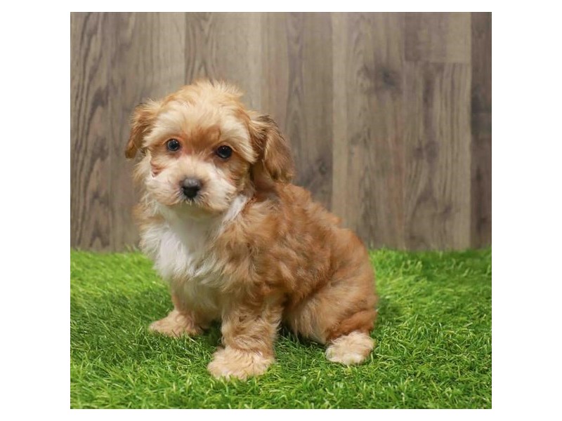 French Bulldog Puppies - Petland Lake St. Louis & Fenton, MO