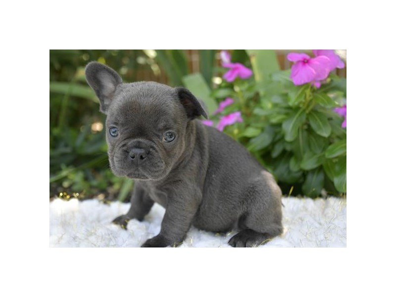 French Bulldog Puppies - Petland Lake St. Louis & Fenton, MO