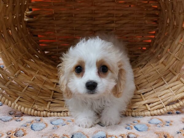 Cavachon-DOG-Female-White / Sable-3860028-Petland Lake St. Louis ...