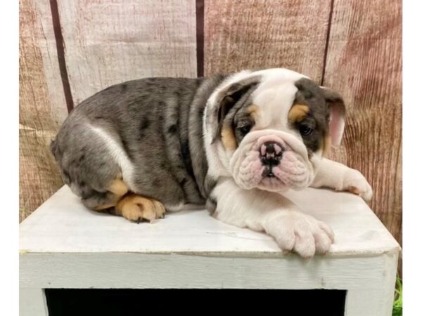 English Bulldog-DOG-Male-Blue Merle-3778749-Petland Lake St. Louis ...