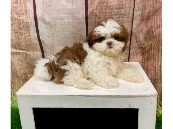 Shih Tzu-DOG-Female-Tri-Colored-3971574-Petland Lake St. Louis & Fenton, MO