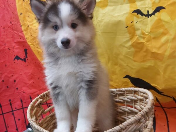Pomsky-DOG-Male-Gray / White-4081488-Petland Lake St. Louis & Fenton, MO