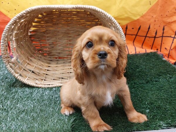 Cavalier King Charles Spaniel-DOG-Female-Black / White-3905273-Petland ...
