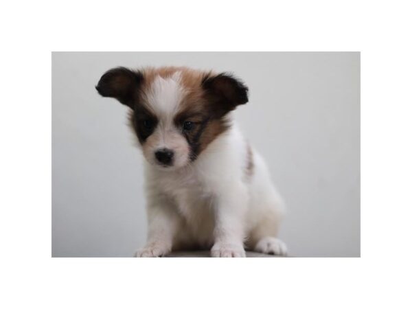 Papillon-DOG-Female-White and Sable-4070113-Petland Lake St. Louis ...