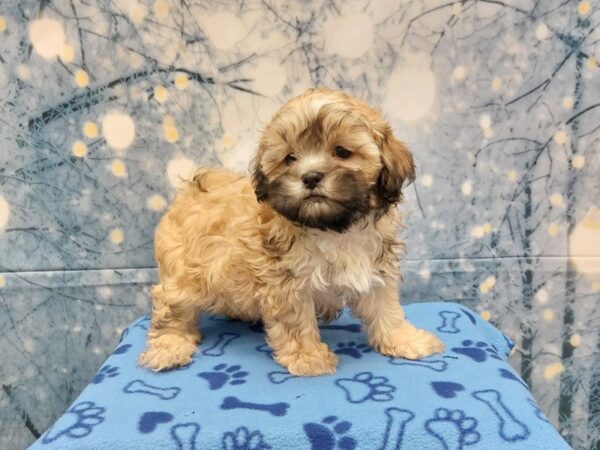 Shihpoo-DOG-Male-Blue Merle-3920408-Petland Lake St. Louis & Fenton, MO