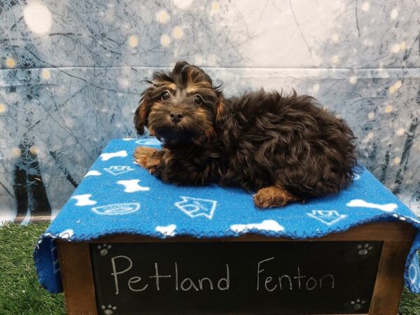 Havapoo-DOG-Female-Brown-3912546-Petland Lake St. Louis & Fenton, MO