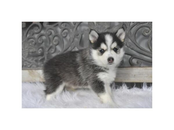 Pomsky Puppy Gray / White ID:25539 Located at Petland Lake St. Louis ...