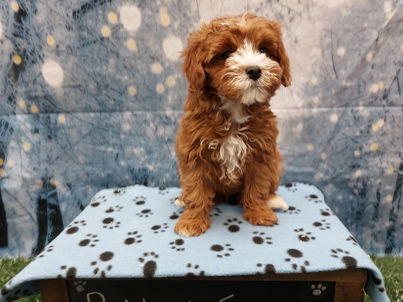 Cavapoo Puppies For Sale - Petland Lake St. Louis & Fenton, MO
