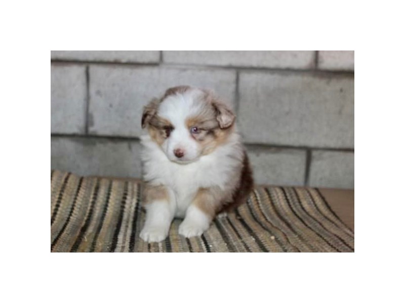 Miniature Australian Shepherd For Sale - Petland Lake ST. Louis