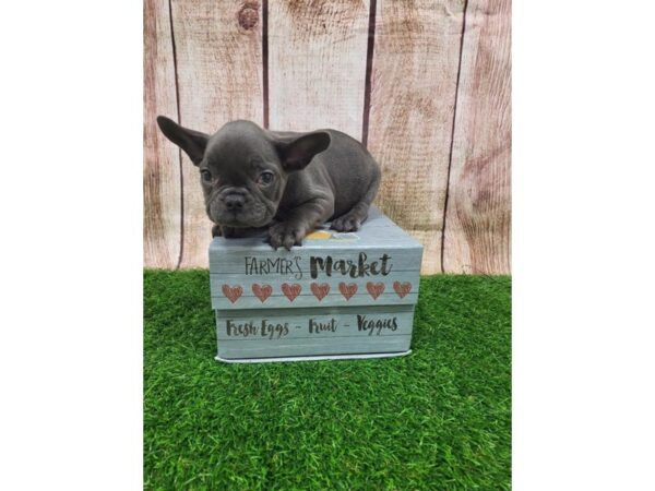 French Bulldog Small Animal Blue ID:28581 Located at Petland Lake St ...