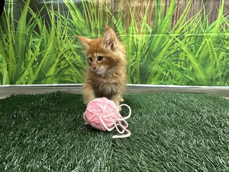 Available Pets - Page 2 of 3 - Petland Lake St. Louis & Fenton, MO