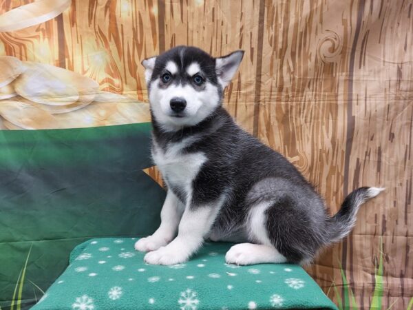 Pomsky Puppy Gray / White ID:28115 Located at Petland Lake St. Louis ...