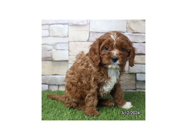 Cavapoo Small Animal Blenheim ID:28362 Located at Petland Lake St ...