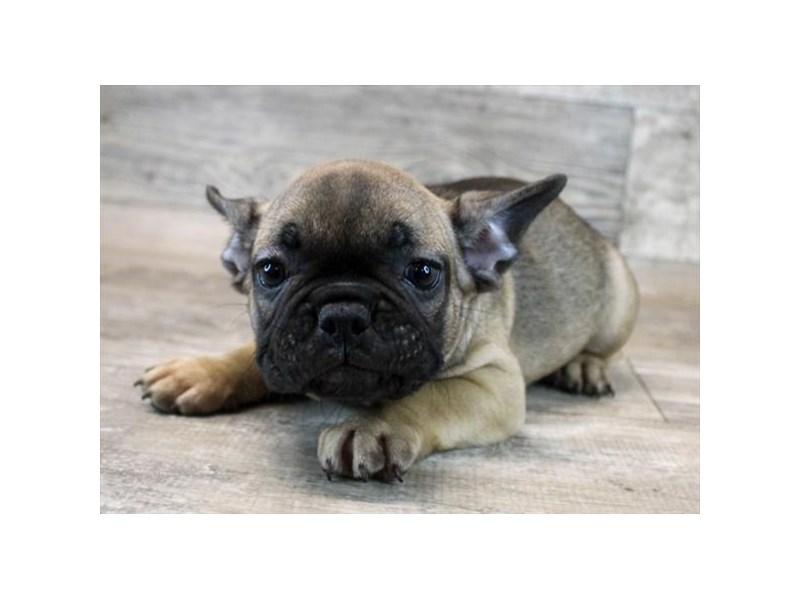 French Bulldog Puppies - Petland Lake St. Louis & Fenton, MO