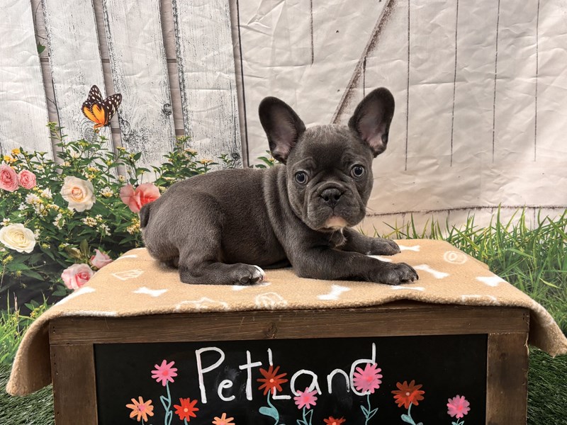 French Bulldog Puppies - Petland Lake St. Louis & Fenton, MO