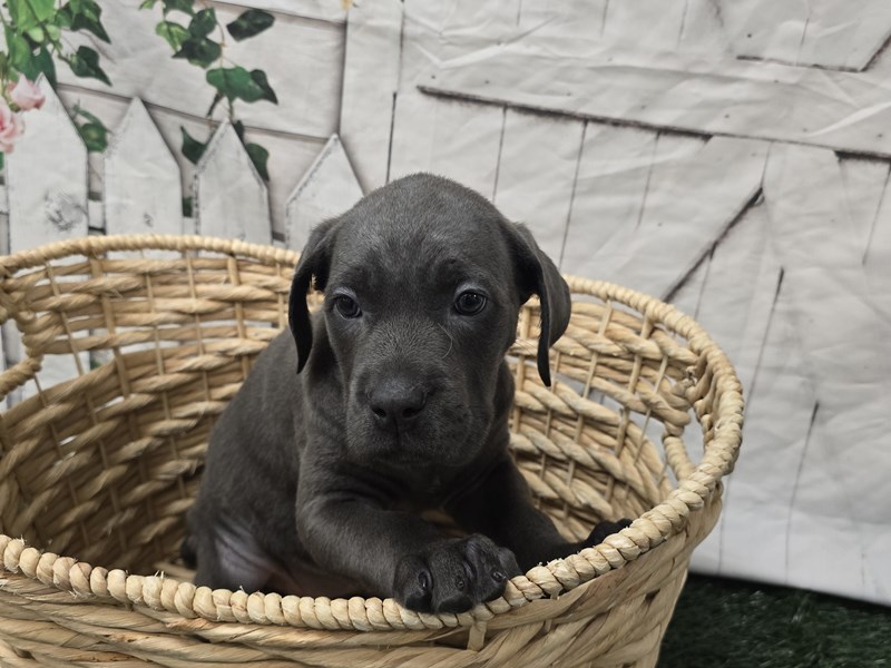 Cane Corso Puppies For Sale - Petland Lake St. Louis & Fenton, MO