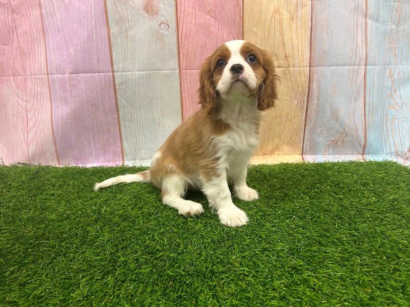 Cavalier King Charles Spaniel - Breed Info - ST. Louis Fenton