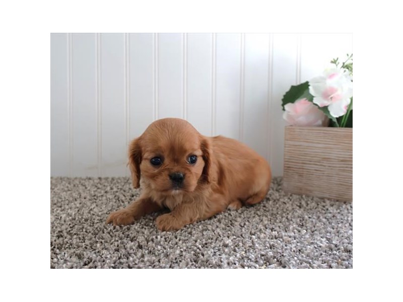 Cavalier King Charles Spaniel - Breed Info - ST. Louis Fenton