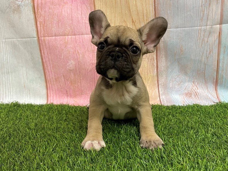 French Bulldog Puppies - Petland Lake St. Louis & Fenton, MO