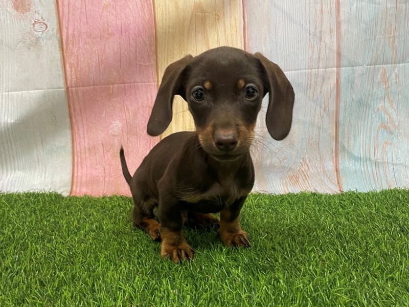 Dachshund Puppies For Sale - Petland Lake St. Louis & Fenton, MO