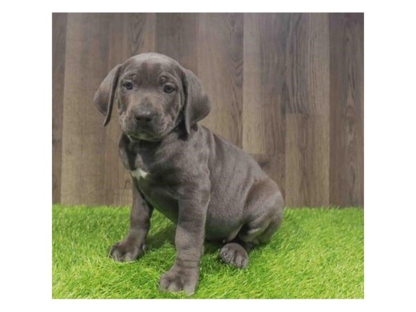 Cane Corso Small Animal BLUE ID:28410 Located at Petland Lake St. Louis ...