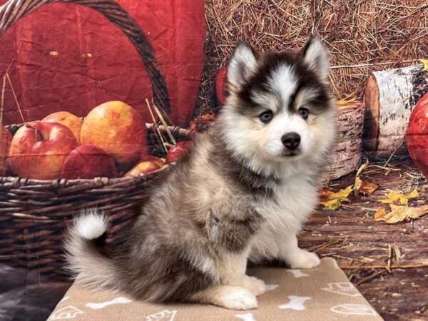 Pomsky Small Animal Gray / White ID:1111 Located at Petland Lake St ...