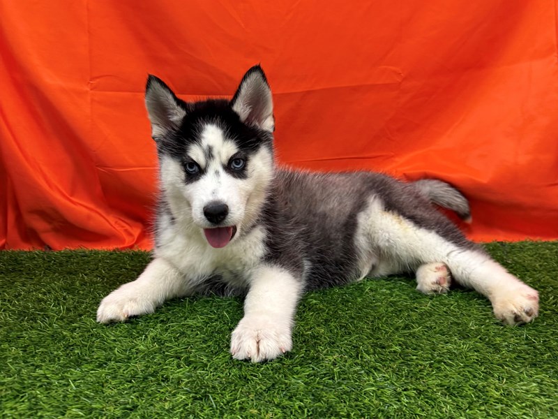 Siberian Husky Puppies For Sale - Petland Lake St. Louis & Fenton, MO