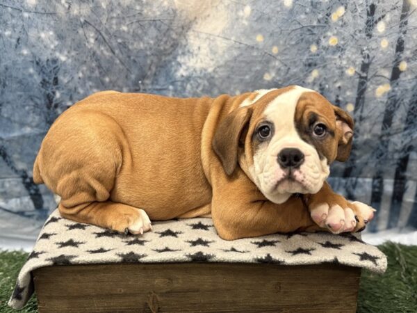 Olde Bulldog For Sale - Petland Lake St. Louis & Fenton, MO