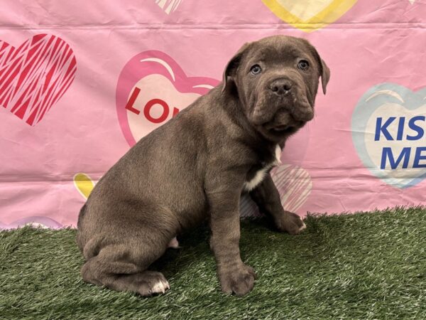 Cane Corso Puppies For Sale - Petland Lake St. Louis & Fenton, MO