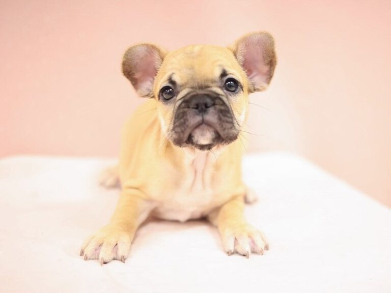 French Bulldog Puppies - Petland Lake St. Louis & Fenton, MO